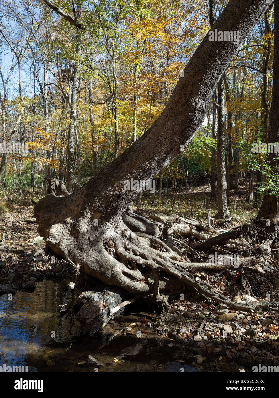 Powder Valley Conservation Nature Center, Location: Kirkwood MO Stock ...