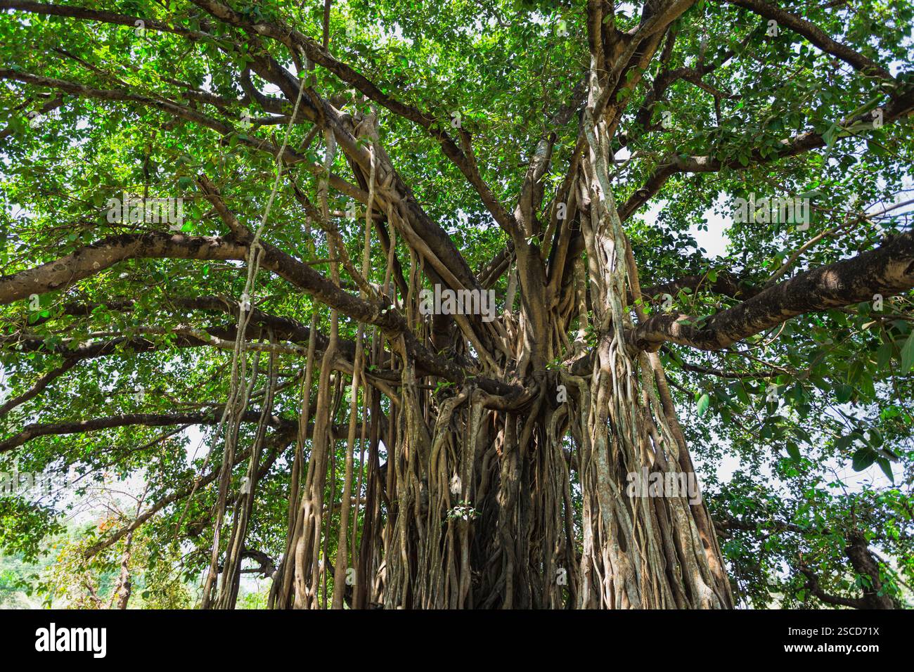 the sacred tree in the jungle. India. Goa Stock Photo - Alamy