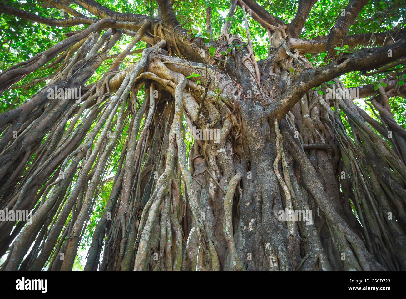 Sacred ram hi-res stock photography and images - Alamy