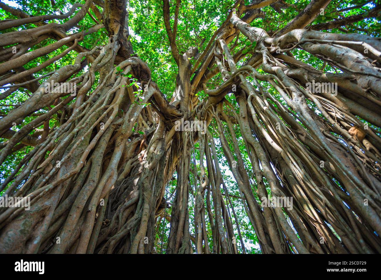 the sacred tree in the jungle. India. Goa Stock Photo - Alamy