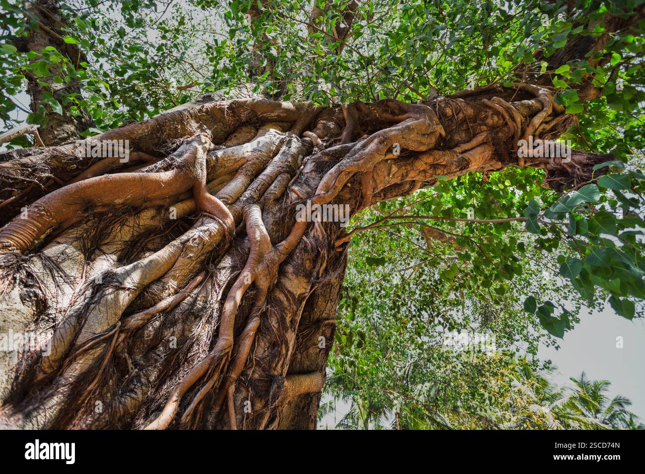 the sacred tree in the jungle. India. Goa Stock Photo - Alamy