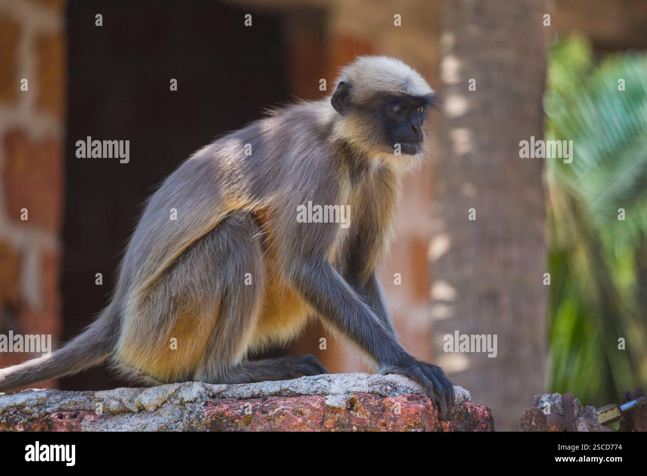 Curious indian monkey hi-res stock photography and images - Alamy