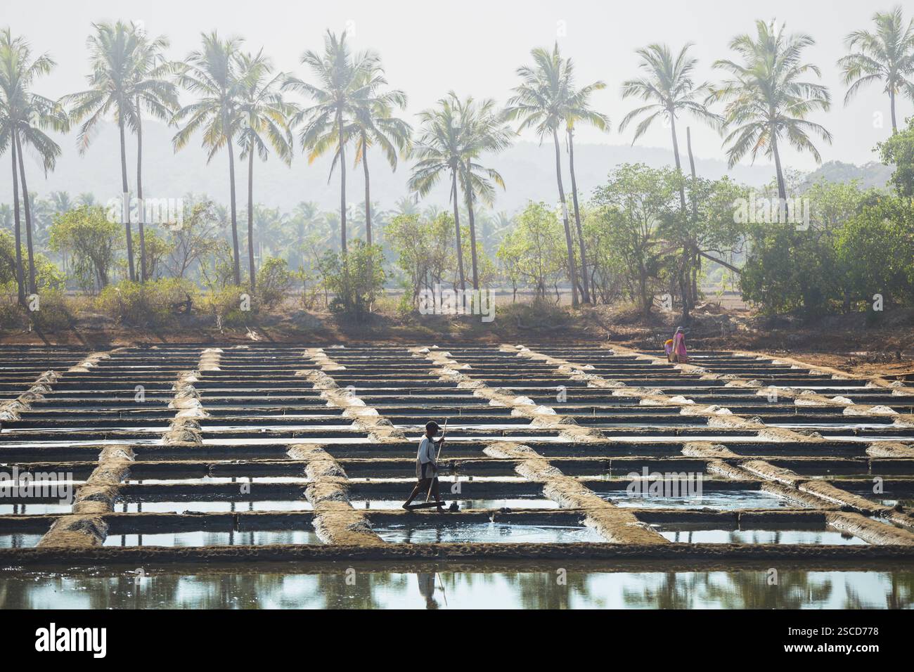 India, Goa, March 14 2017. Production of salt on a farm in India Stock ...
