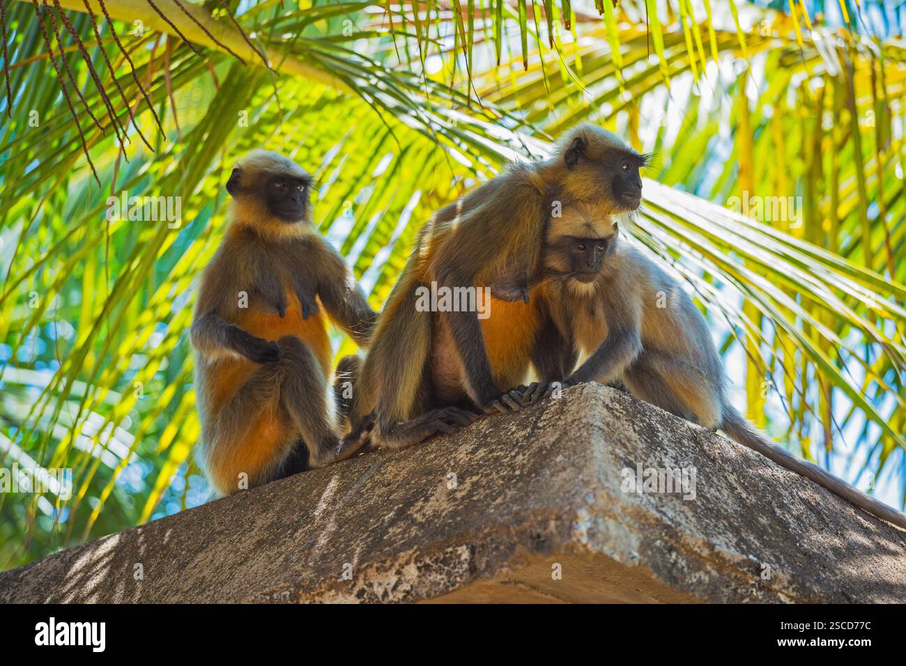 Wild monkeys in the jungles of India Stock Photo - Alamy