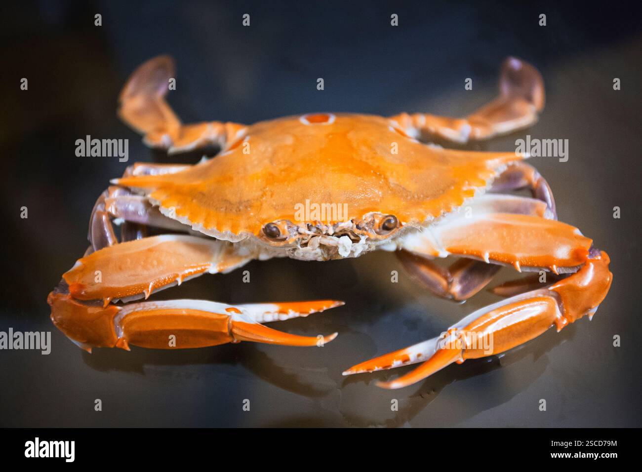 Sale of crabs in the markets of different cities of Goa and other ...