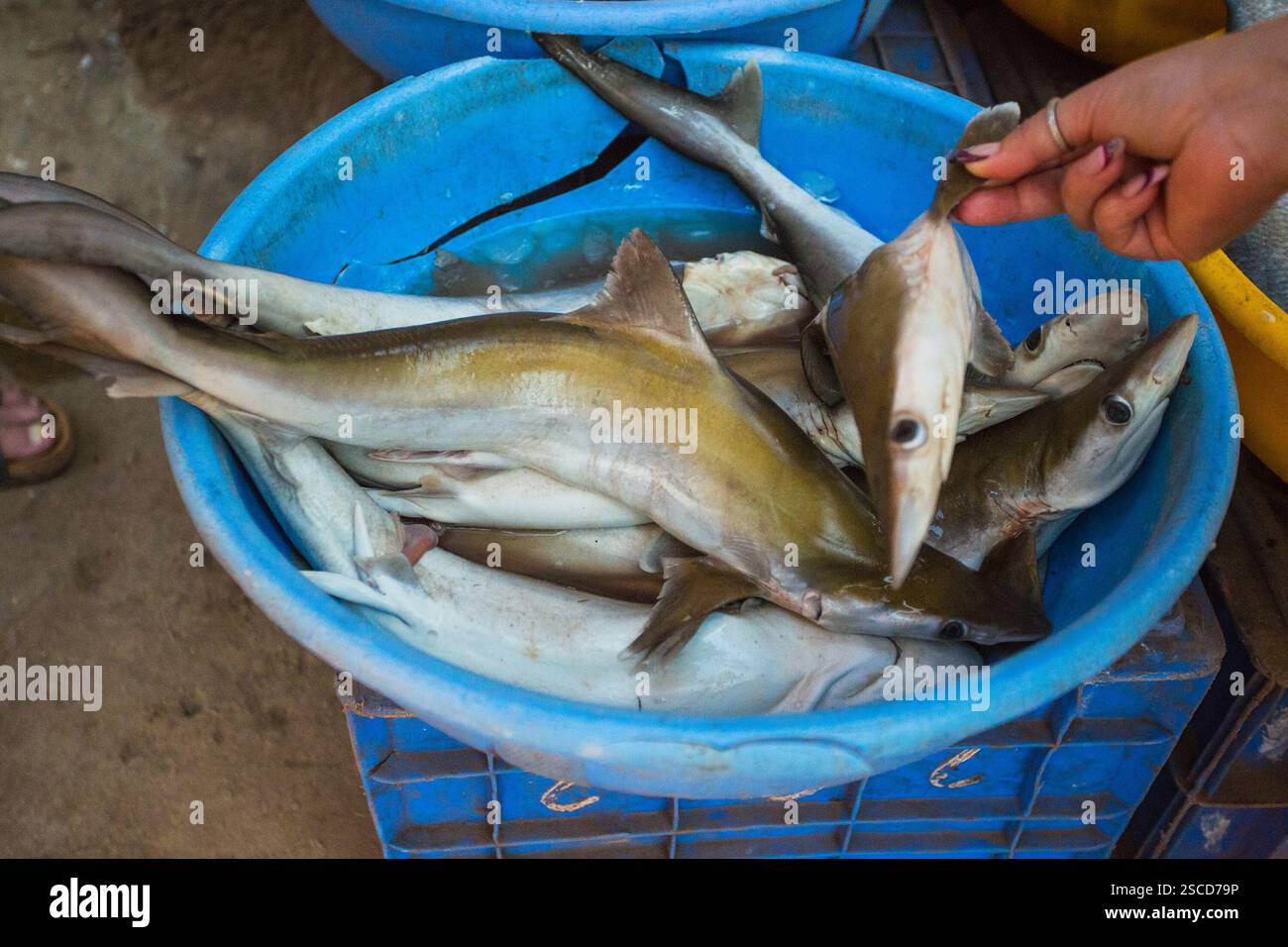 Sale of sharks in the markets of different cities of Goa and other ...