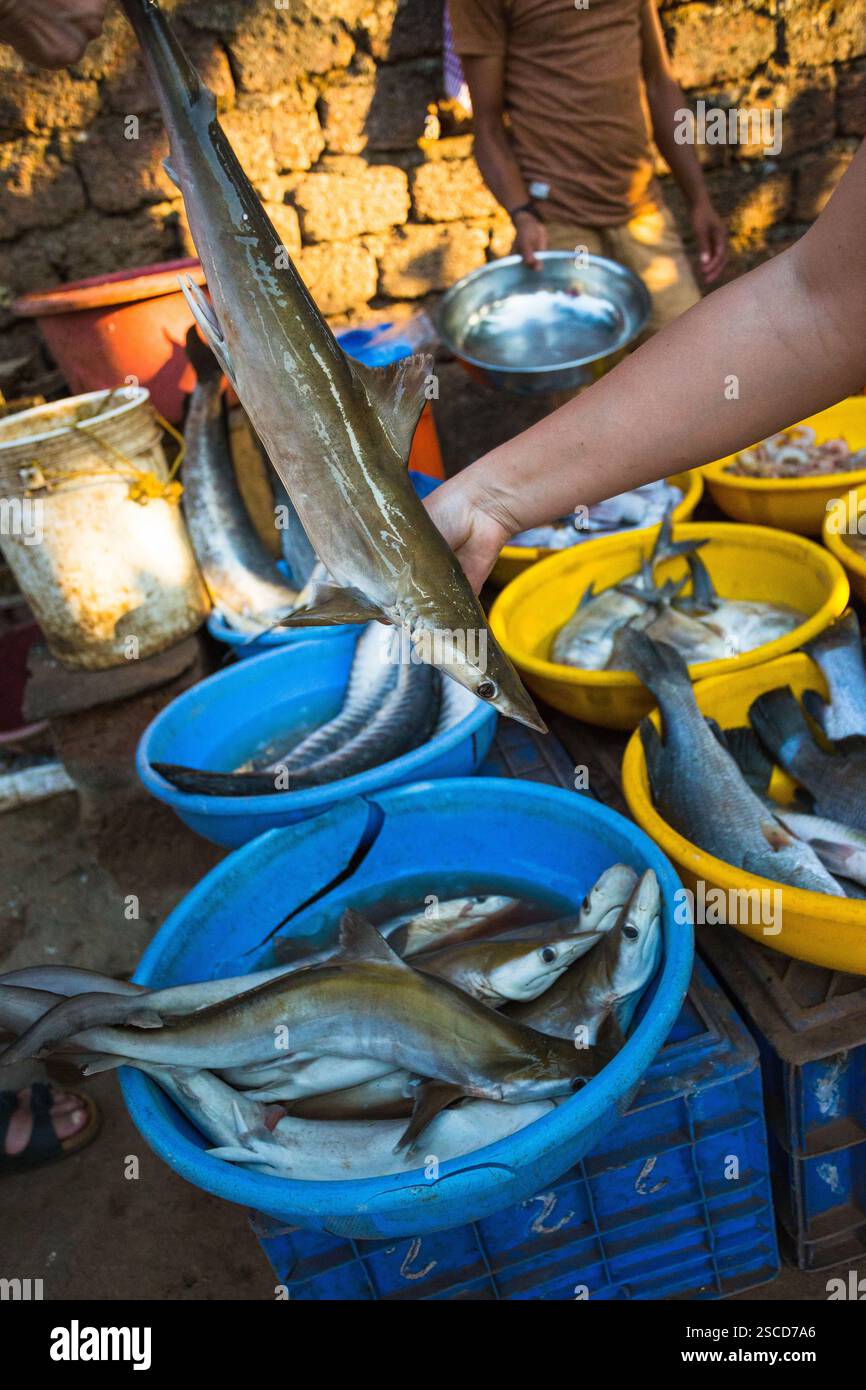 Sale of sharks in the markets of different cities of Goa and other ...