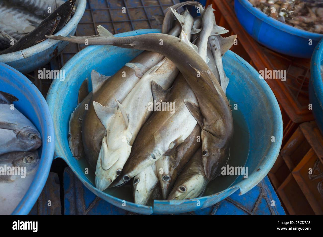 Sale of sharks in the markets of different cities of Goa and other ...