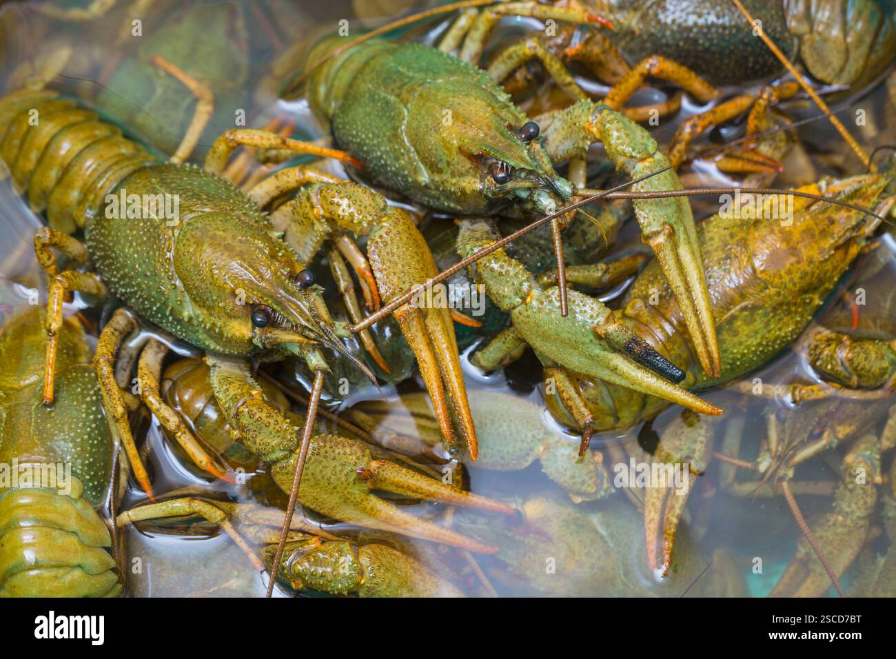 Live crawfish crawl in the water in a large container Stock Photo - Alamy
