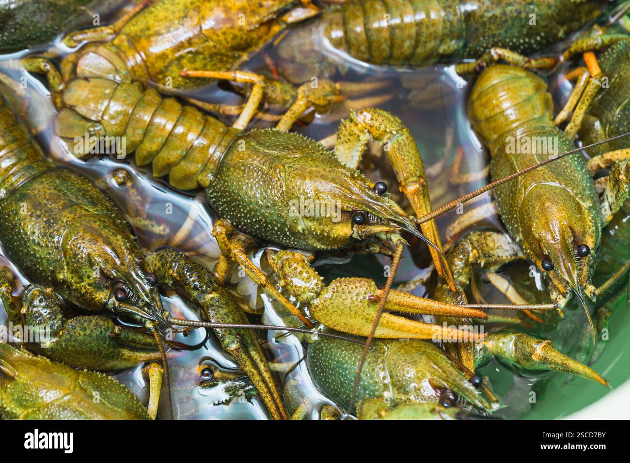 Live crawfish crawl in the water in a large container Stock Photo - Alamy