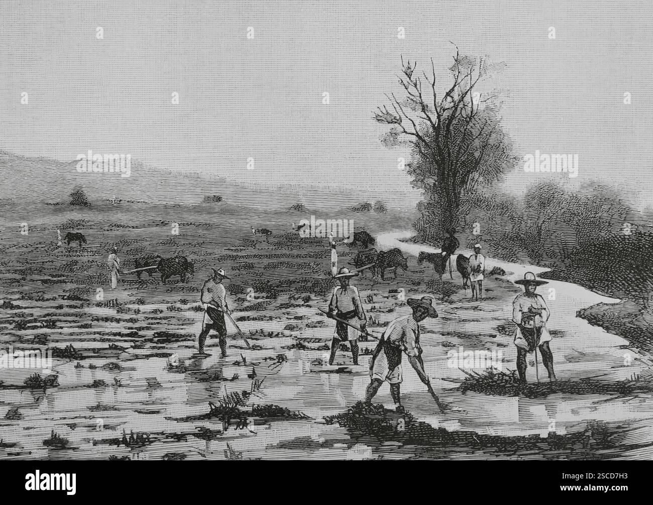 Mexico. Irrigating farmland. Engraving by Tomás Carlos Capuz (1834-1899 ...