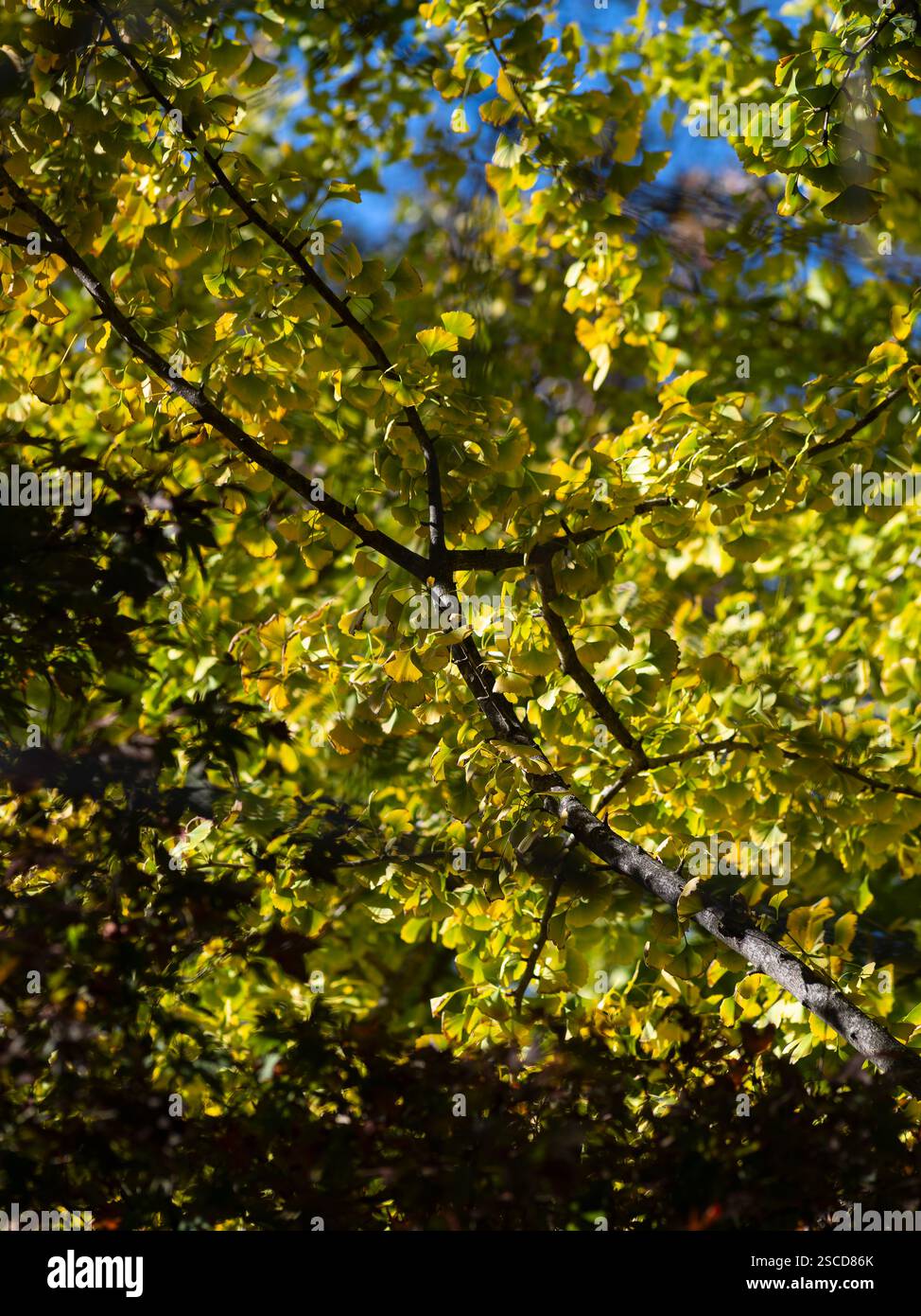 Missouri Botanical Garden - Japanese Garden, Location: St. Louis MO ...