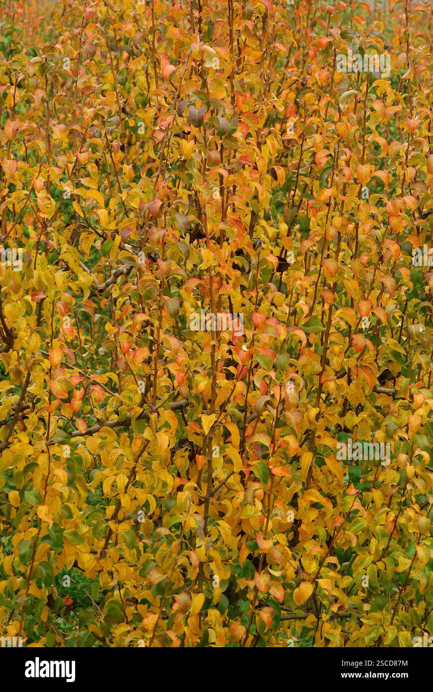 Alcoletge pear trees with ochre and golden leaves in mid-autumn Stock ...