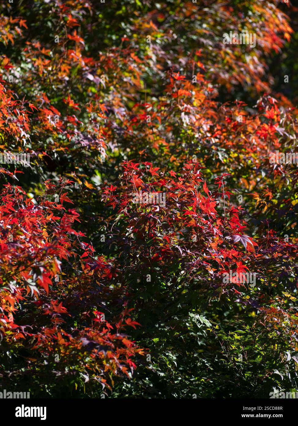 Missouri Botanical Garden - Japanese Garden, Location: St. Louis MO ...