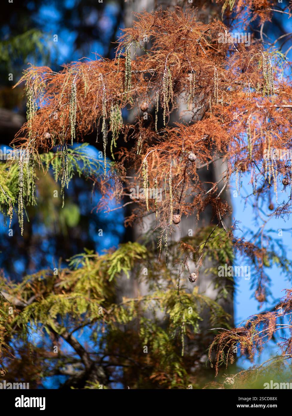 Missouri Botanical Garden - Japanese Garden, Location: St. Louis MO ...