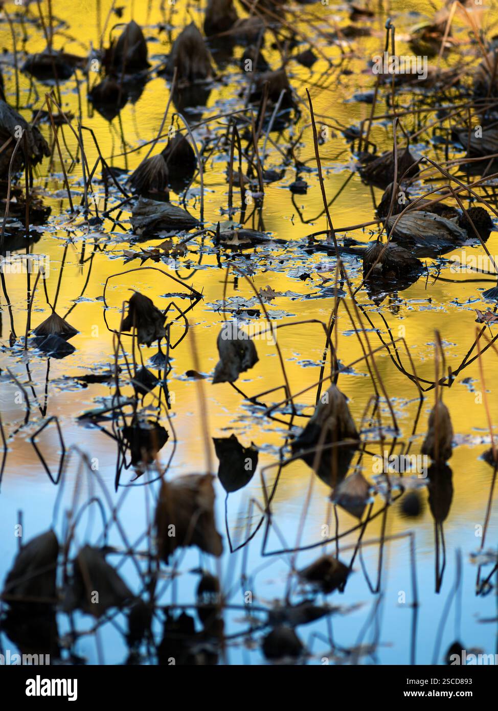 Missouri Botanical Garden - Japanese Garden, Location: St. Louis MO ...