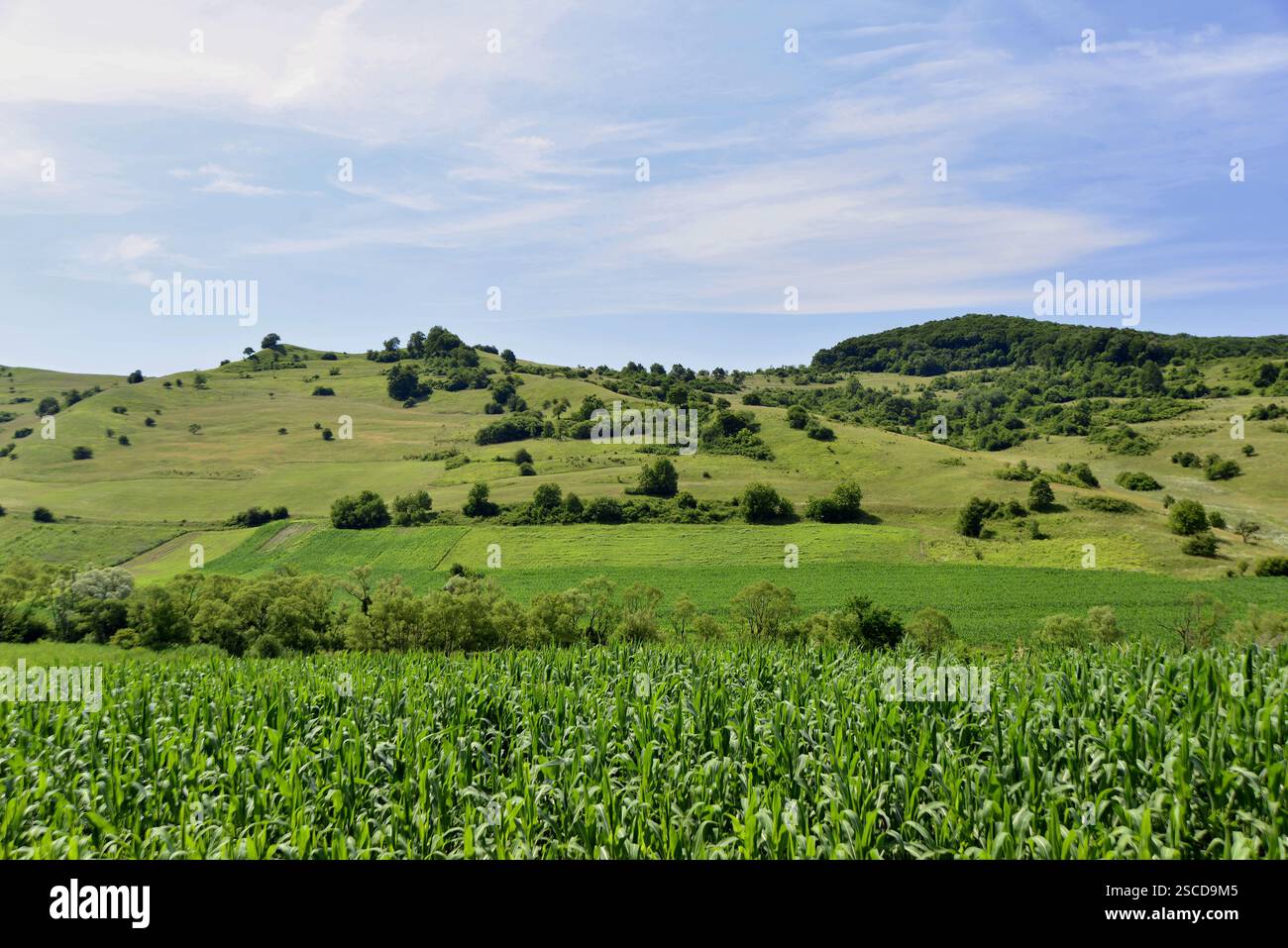 Corn fields, green hills and blue sky near Sighisoara on the E60 ...