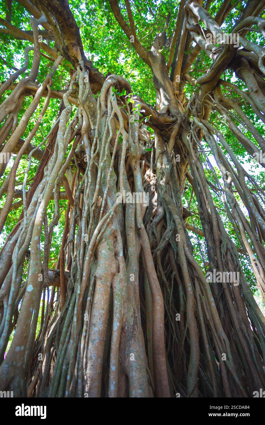 the sacred tree in the jungle. India. Goa Stock Photo - Alamy
