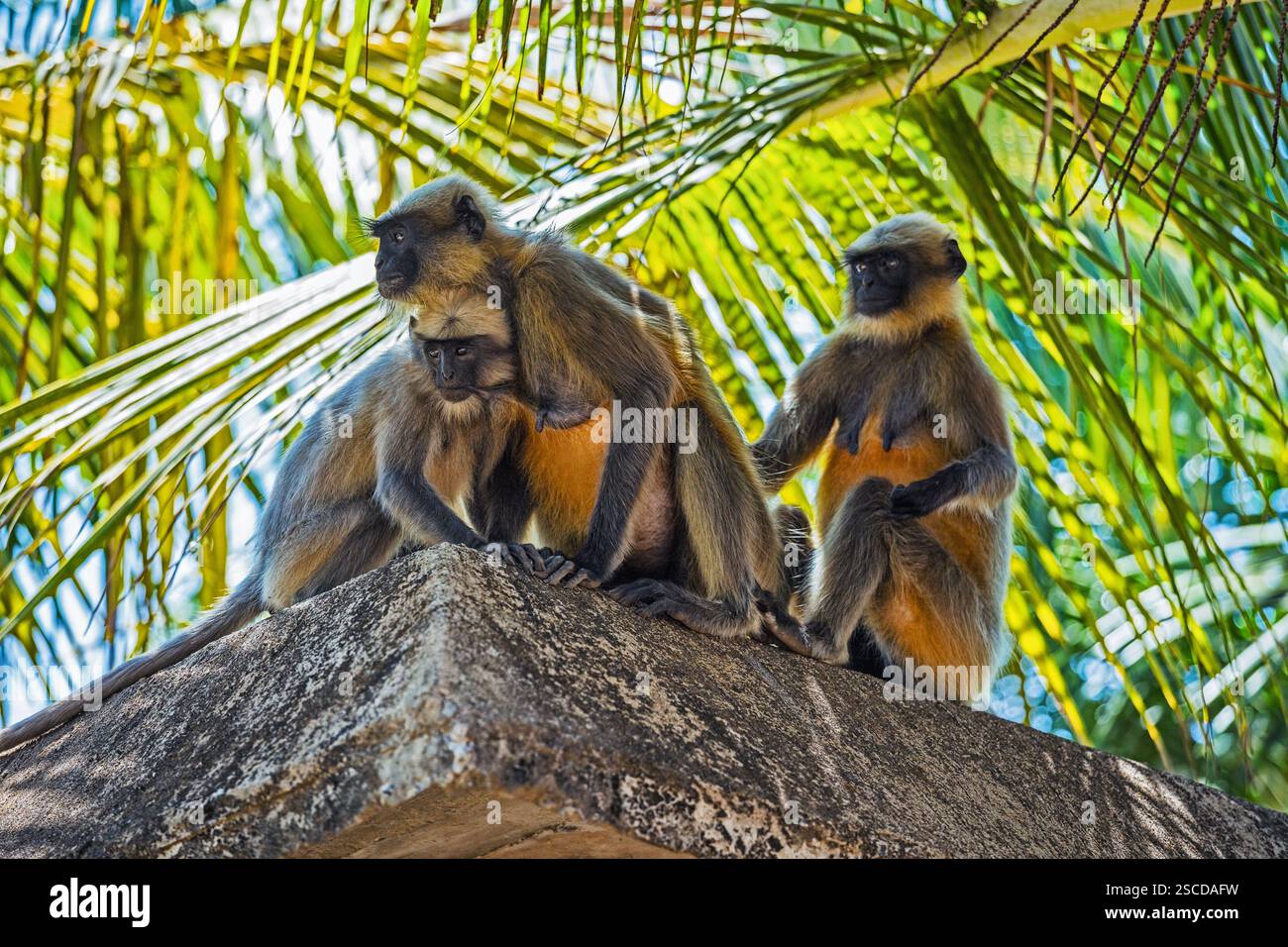 Curious indian monkey hi-res stock photography and images - Alamy