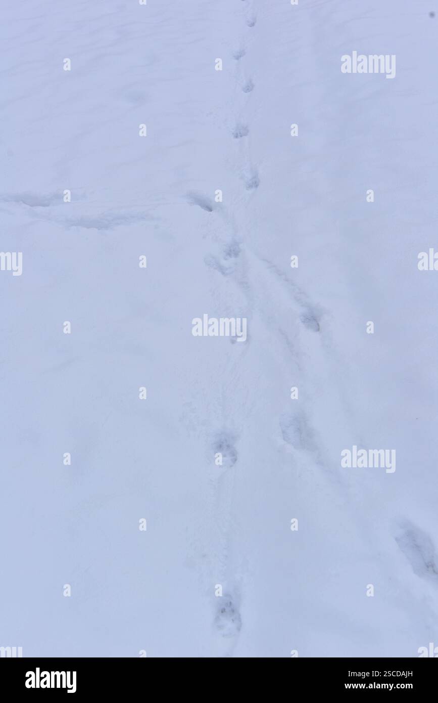 Tracks of wild animals on the snowy path in the Targu Mures forests ...