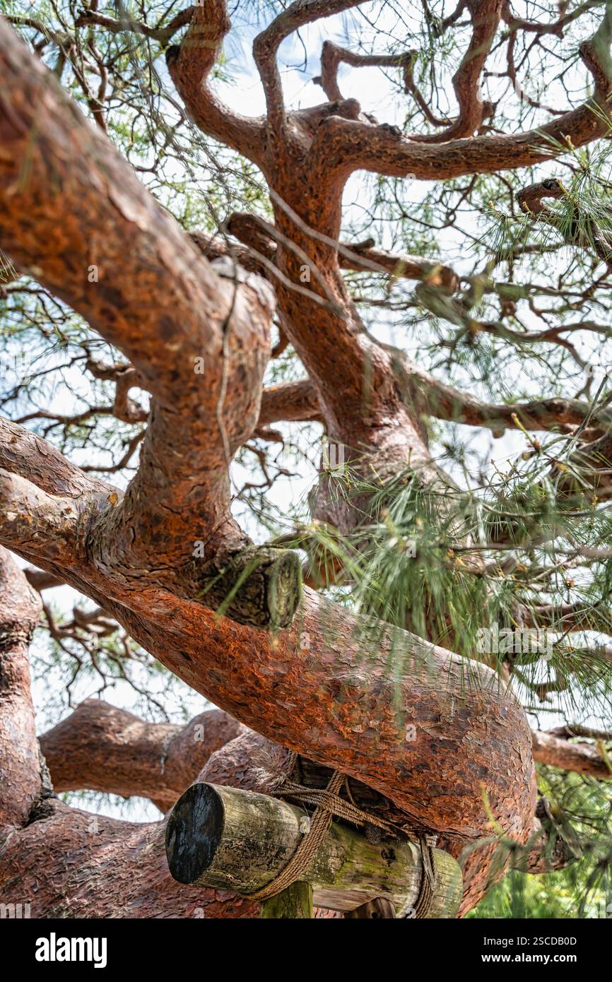 Close up detail with the branches of a old japanese red pine tree ...