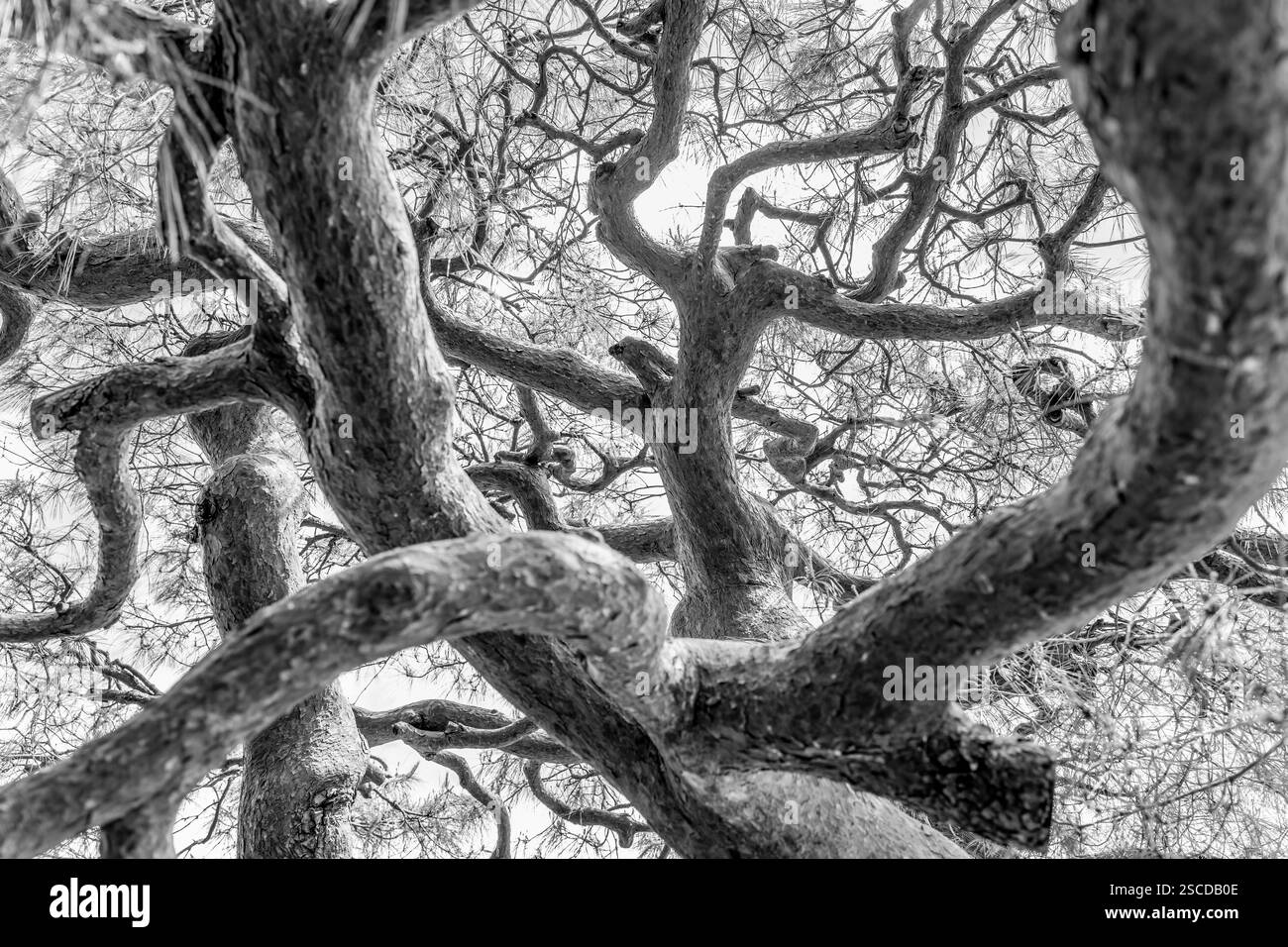 Abstract monochrome photo with the branches of a old japanese red pine ...