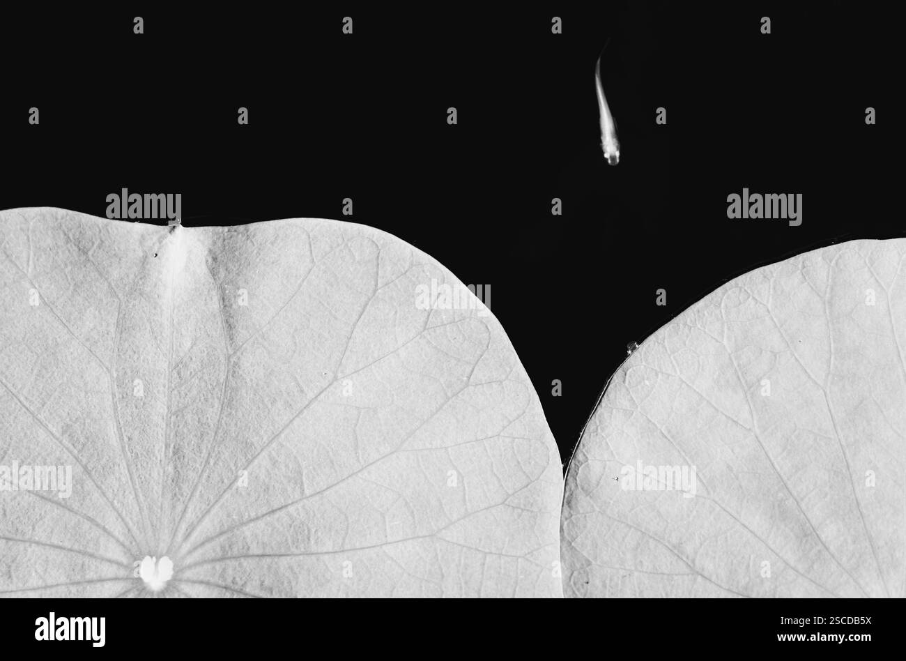 Abstract monochrome picture with a Japanese rice fish swimming in a ...