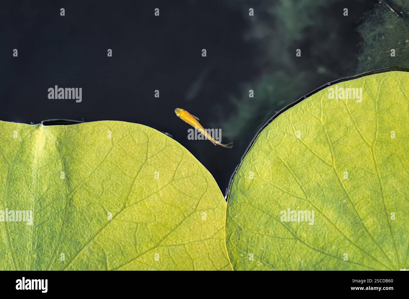Rice leaves in decorative hi-res stock photography and images - Alamy