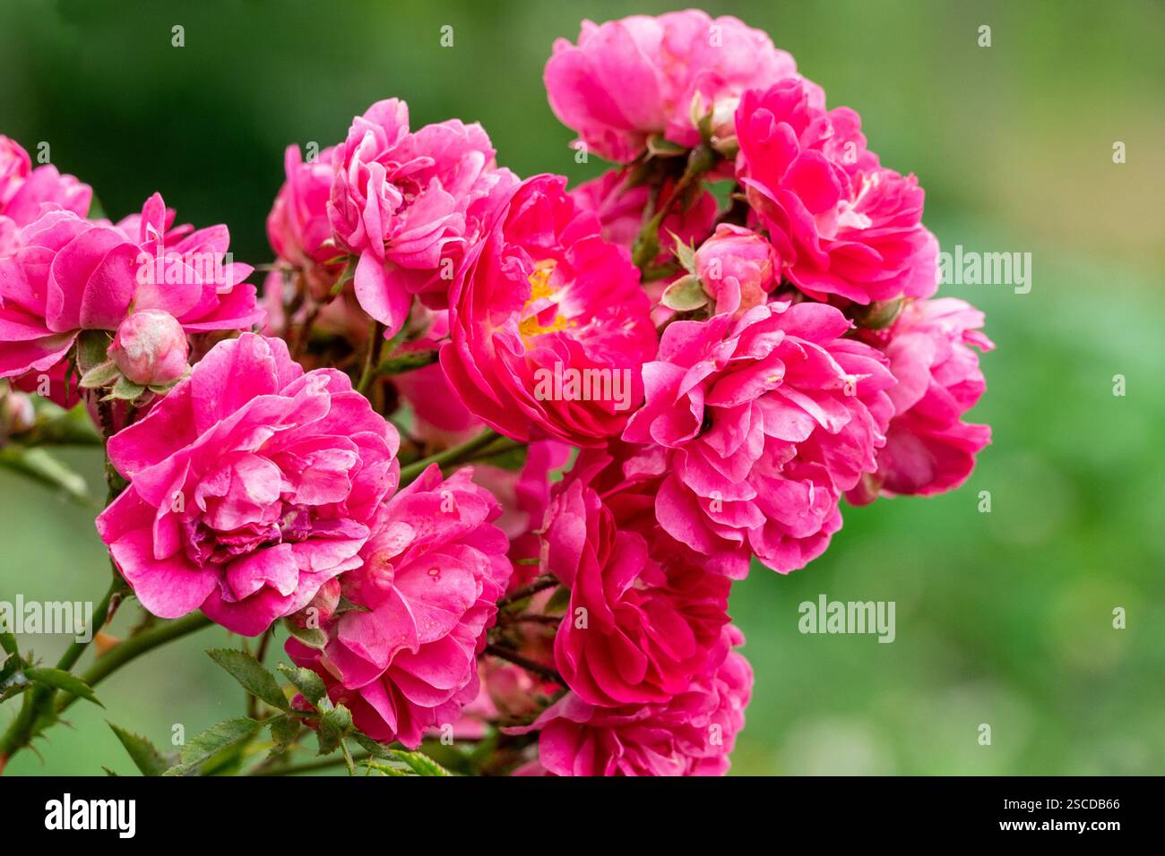 A vibrant cluster of pink roses showcases layers of delicate petals ...
