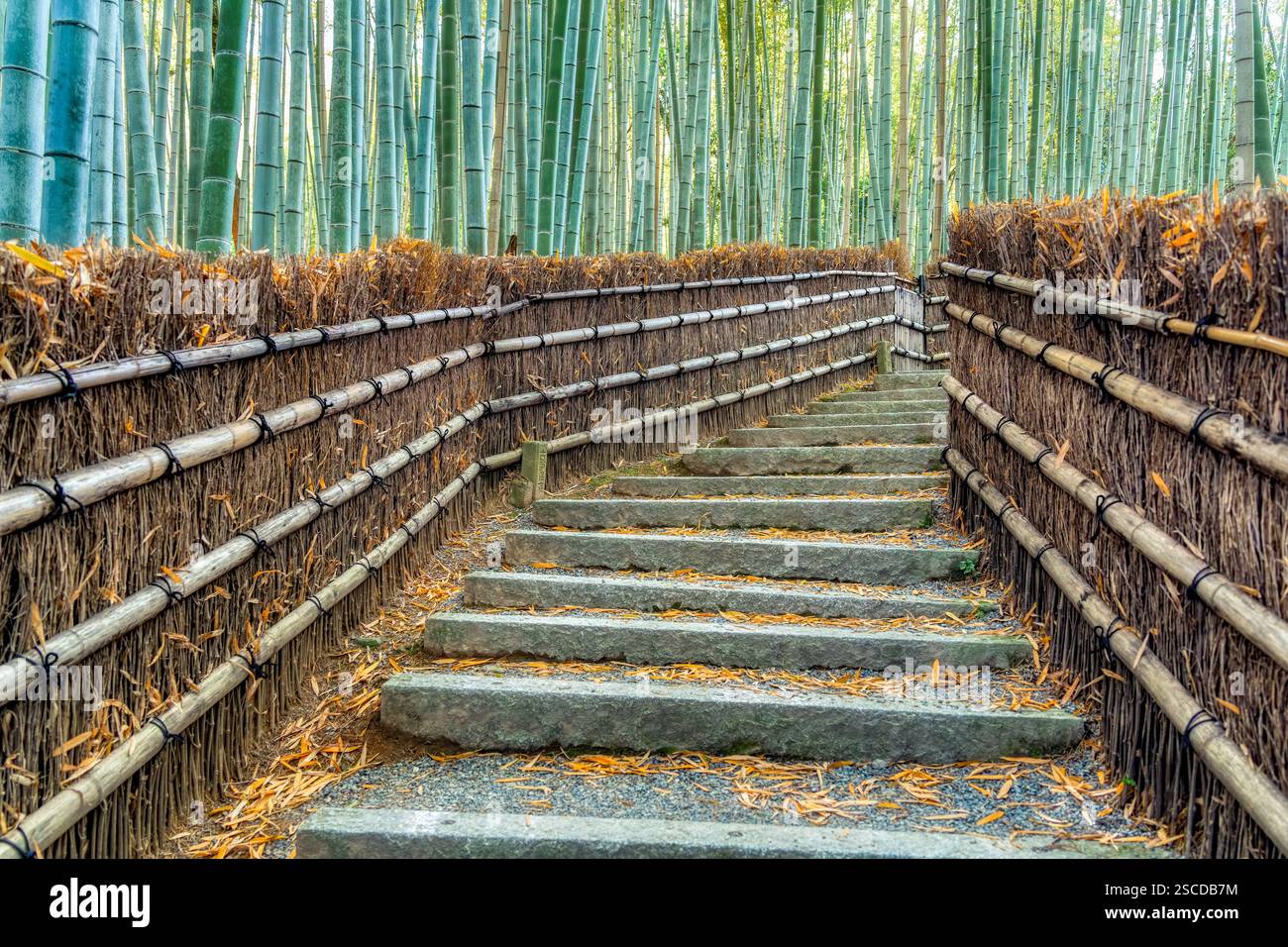 The Bamboo Forest at Adashino Nenbutsuji Temple, in Arashiyama Japan ...
