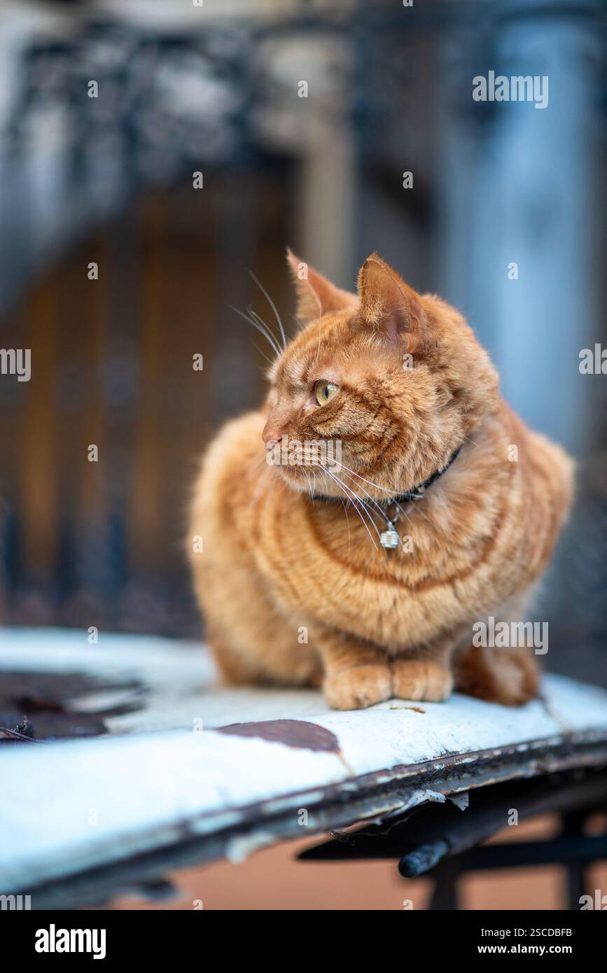 red strred tabby cat with ribbon and decoration on neck Stock Photo - Alamy