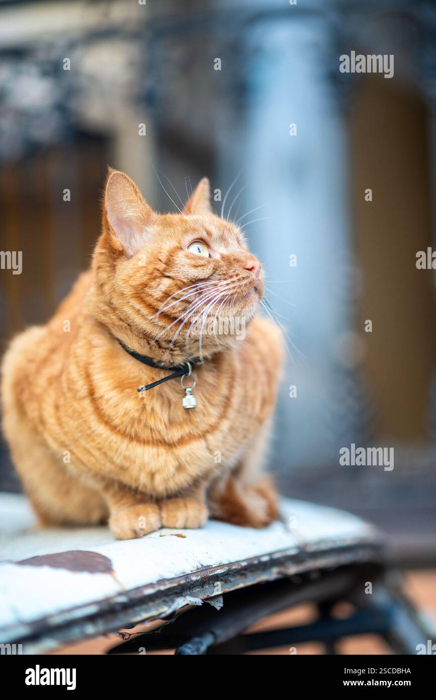 red stripered tabby cat with ribbon and decoration on neck Stock Photo ...