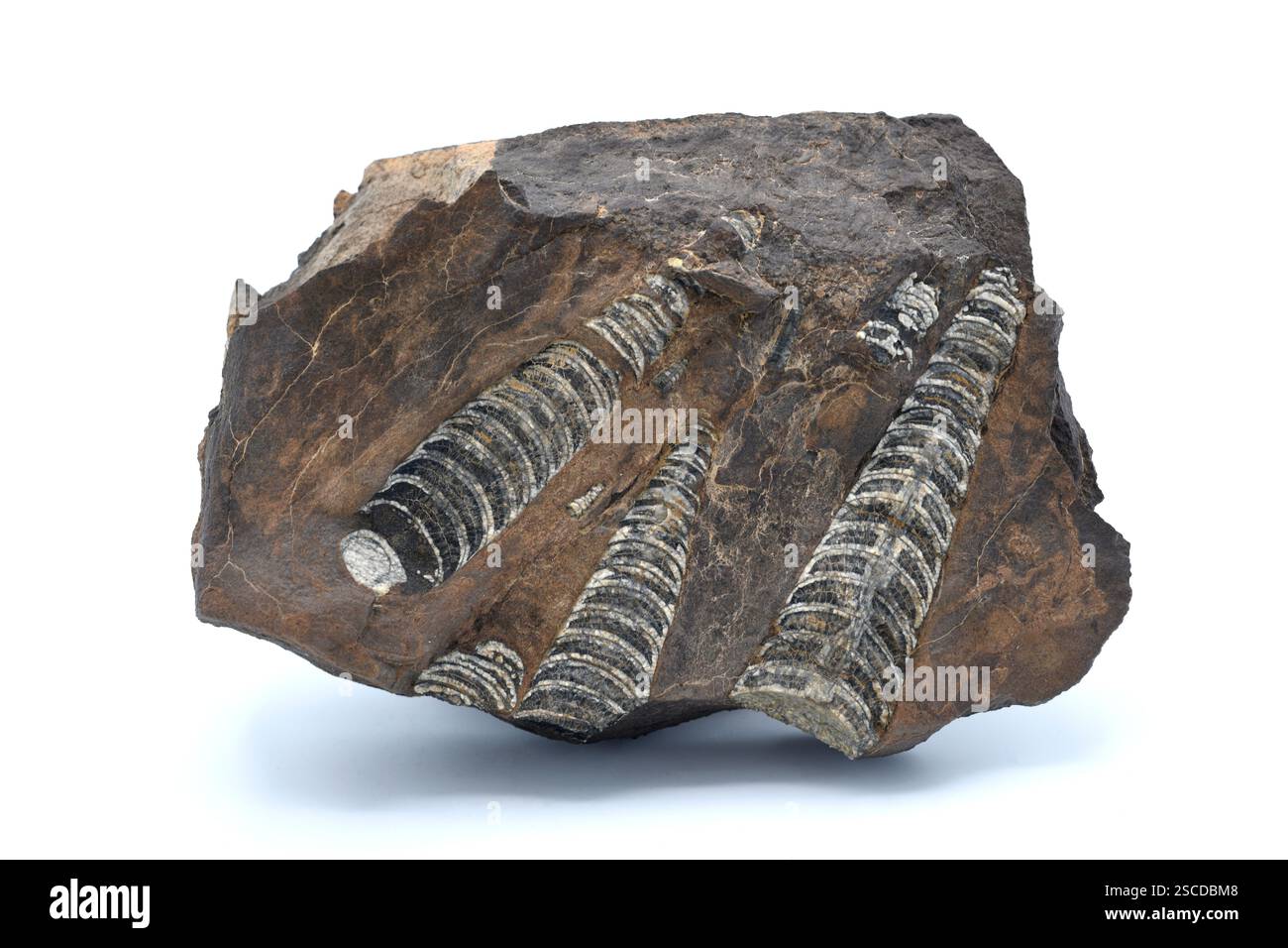Belemnites fossil from Cretaceous. Right specimen shows siphons. This ...