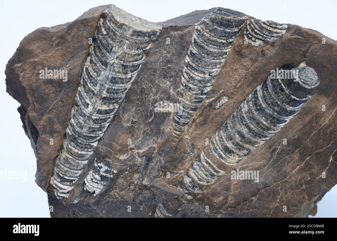 Belemnites fossil from Cretaceous. Left specimen shows siphons. This ...