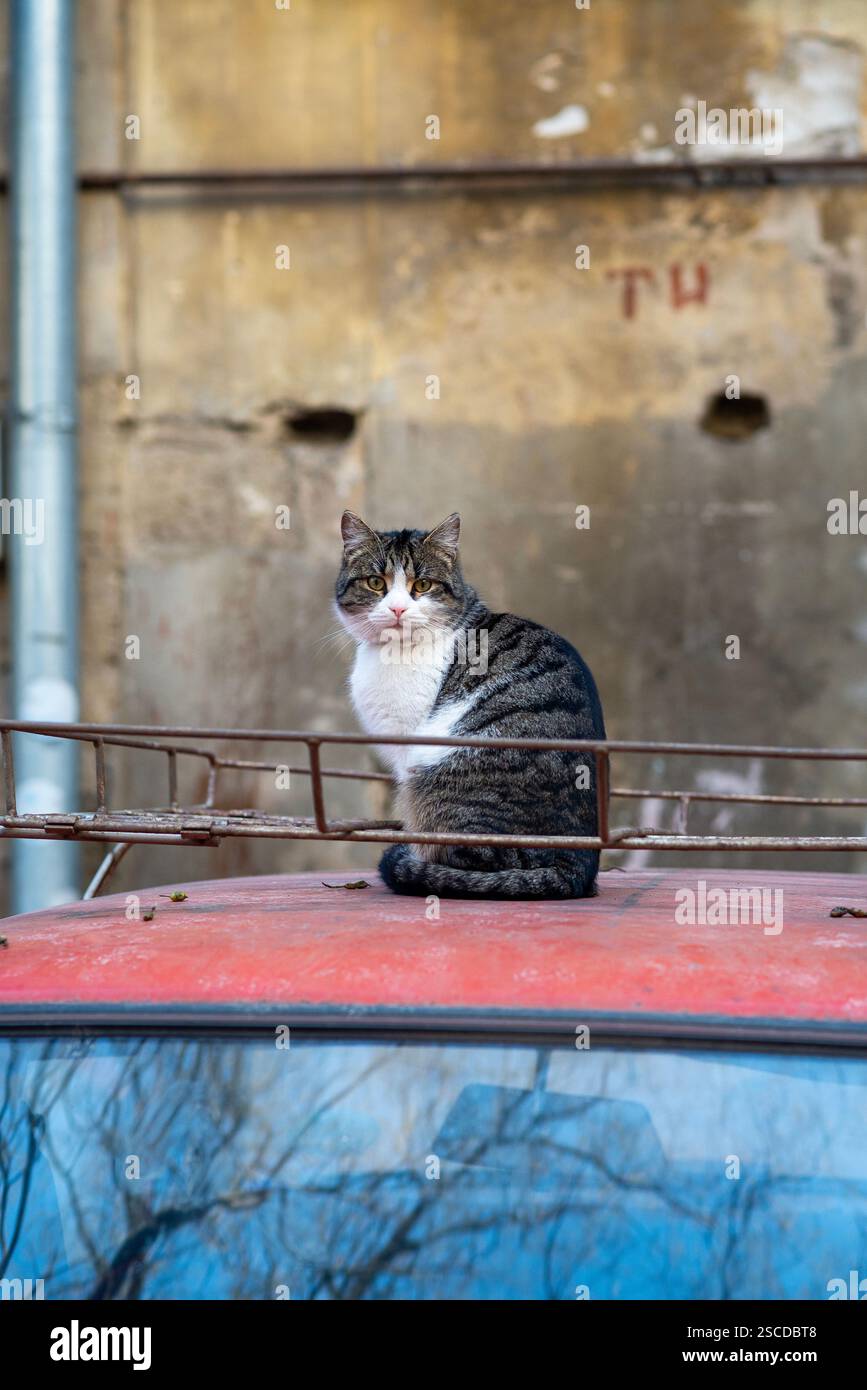 Cat on a rail hi-res stock photography and images - Alamy