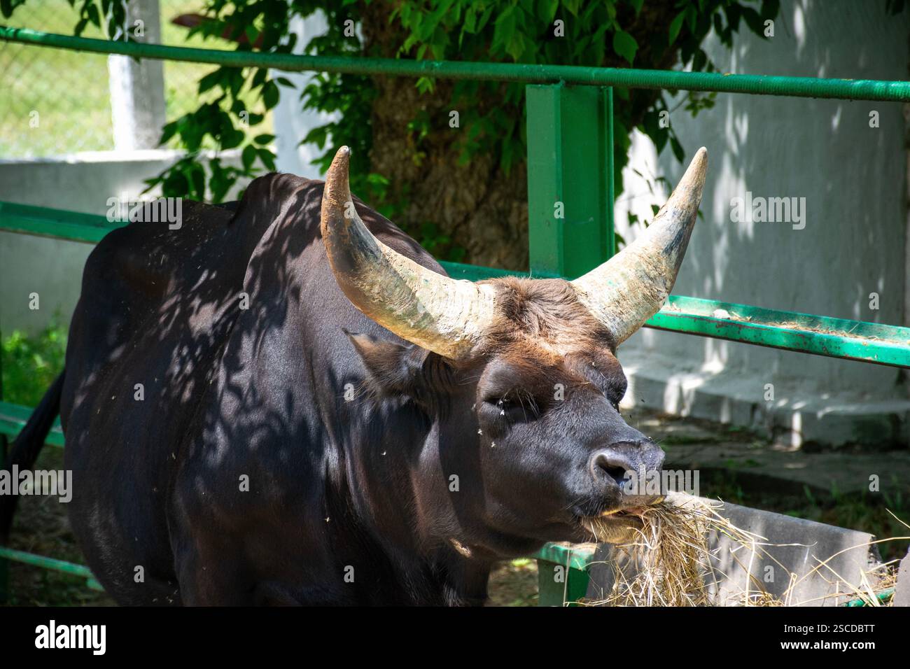 a huge black buffalo with big horns eats grass Stock Photo - Alamy