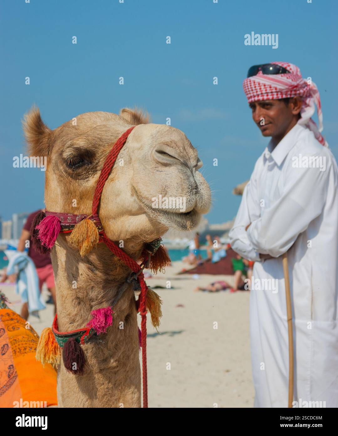 UAE, November 16, 2012. Arab with a camel on the beach in Dubai Stock ...