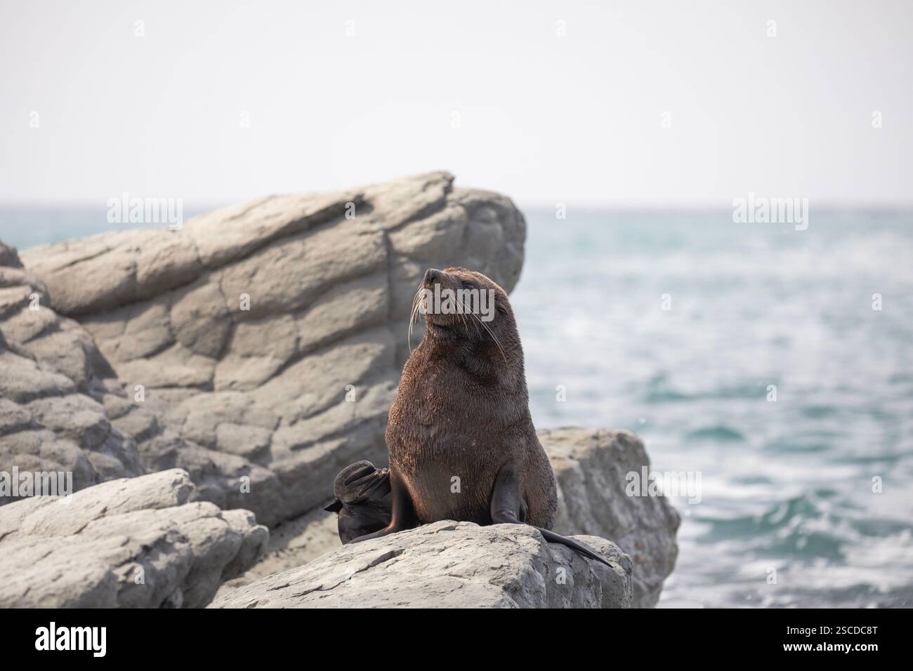 A fur seal poses majestically on some rocks above the Pacific Ocean Stock Photo - Alamy