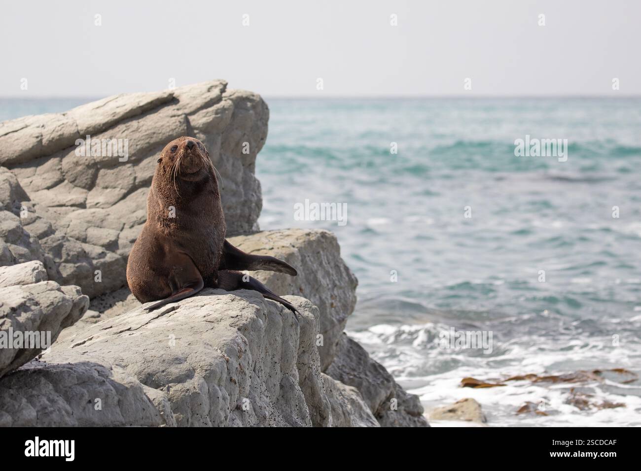 A fur seal poses majestically on some rocks above the Pacific Ocean ...