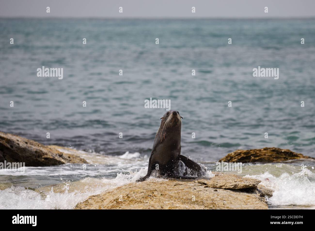 A fur seal has a lazy stretch on the rocks along coastal Kaikoura, New ...