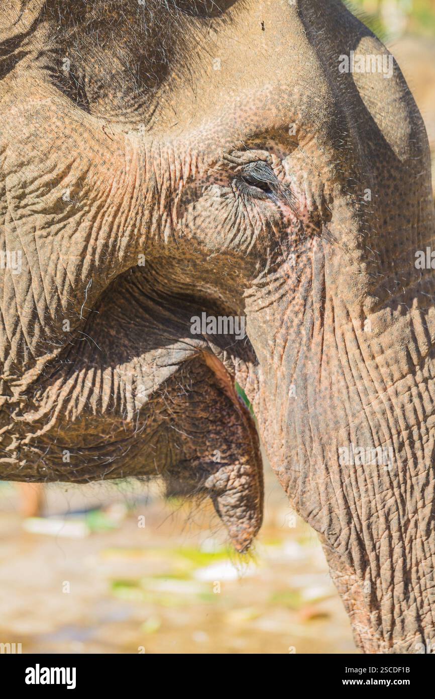 the farm of elephants not far from Dalat. Vietnam Stock Photo - Alamy