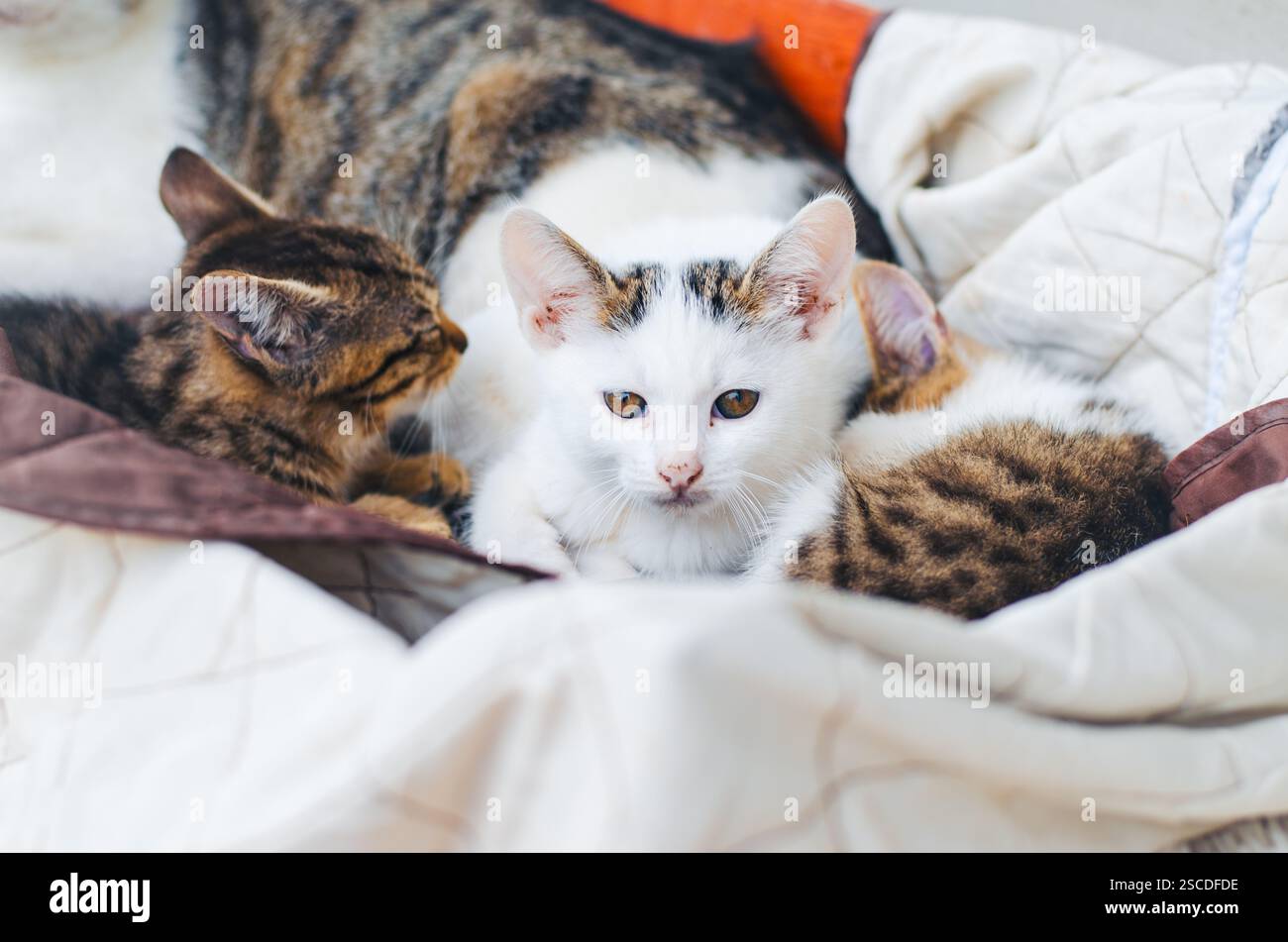 Adult domestic cat beautiful hi-res stock photography and images - Alamy