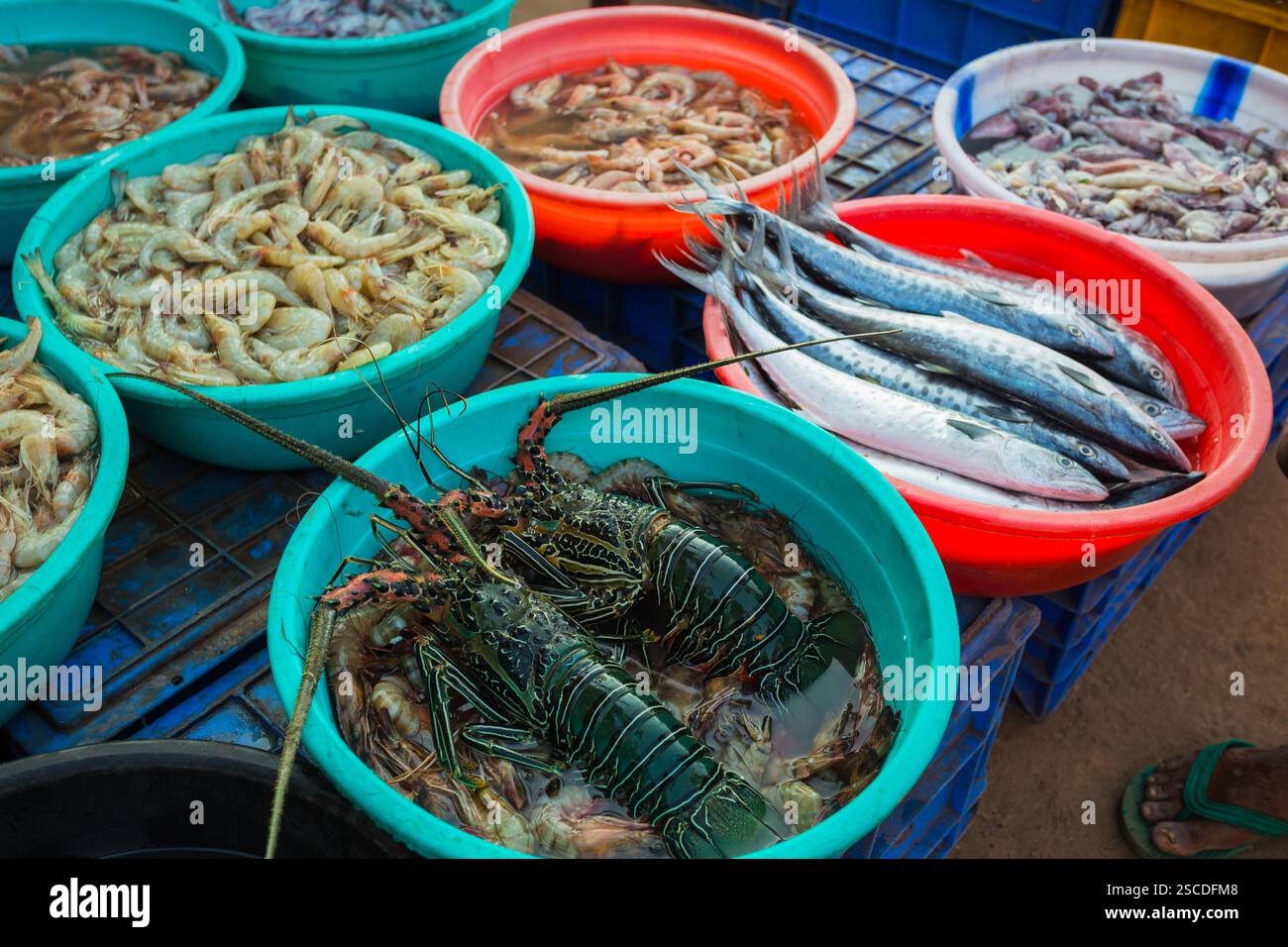 Sale of seafood in the markets of different cities of Goa and other ...