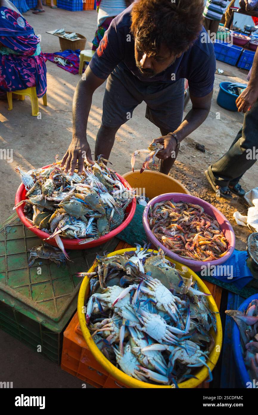 India, Goa, 17 March 2017. Fish and other seafood in the markets of Goa ...