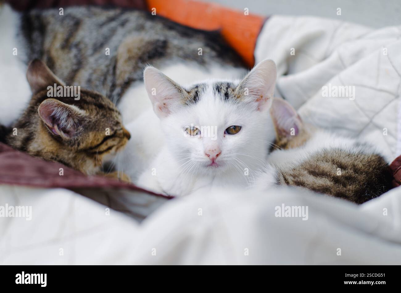 Adult domestic cat beautiful hi-res stock photography and images - Alamy