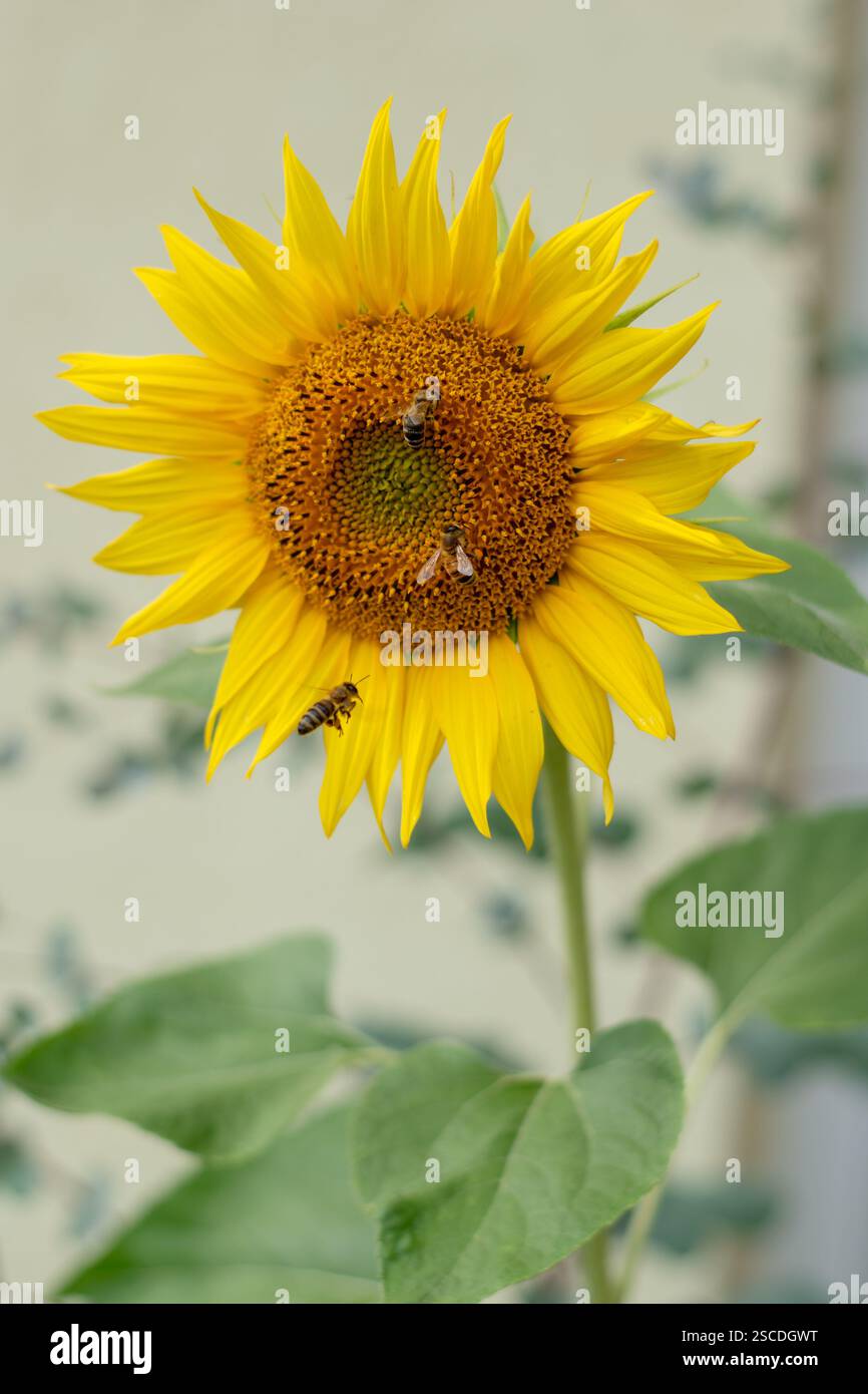 Field bees farm cute hi-res stock photography and images - Alamy