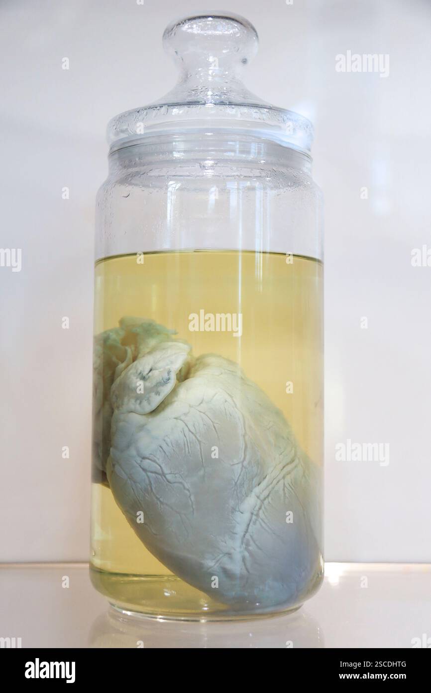 Beef heart preserved in formalin in a recipient in a laboratory Stock ...