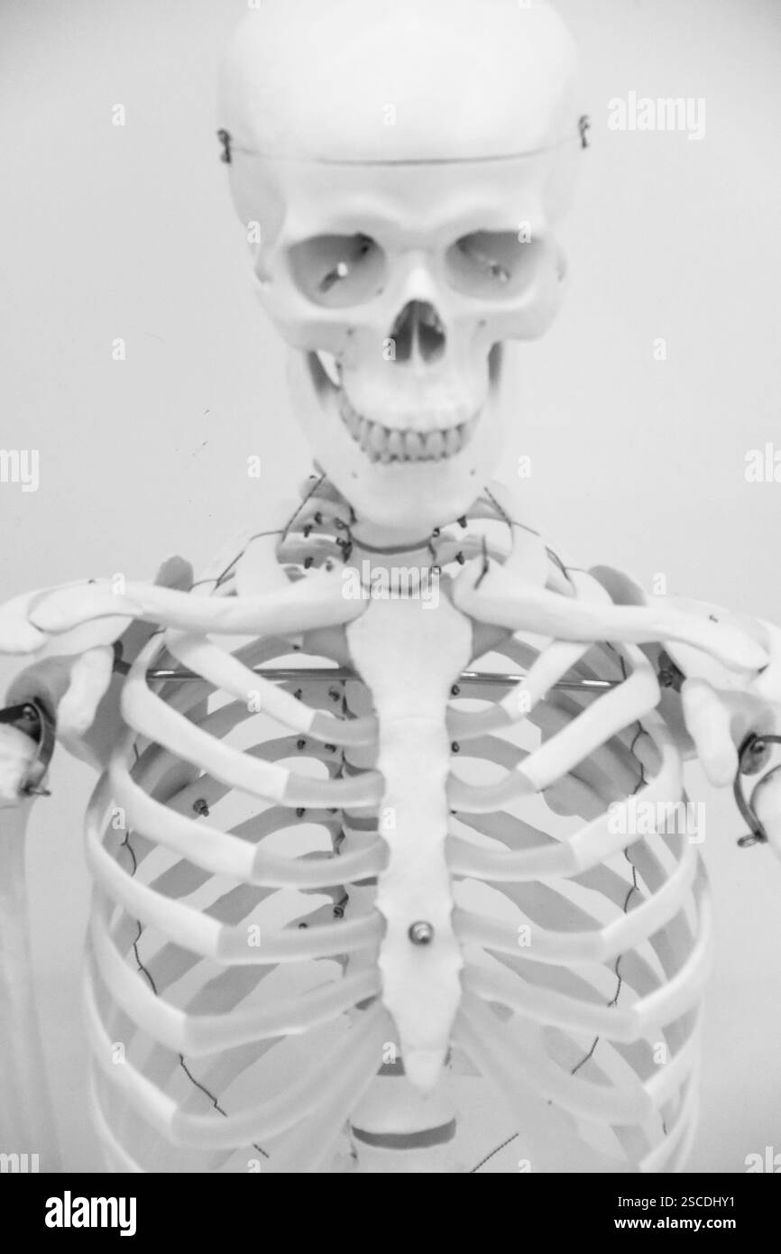 Human vertebra plastic model hi-res stock photography and images - Alamy