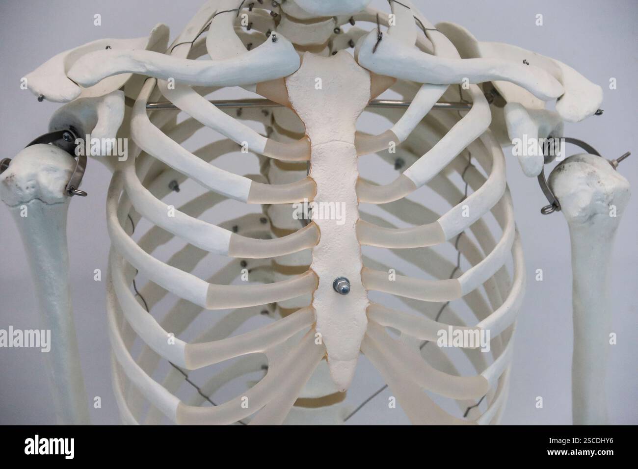 Human vertebra plastic model hi-res stock photography and images - Alamy