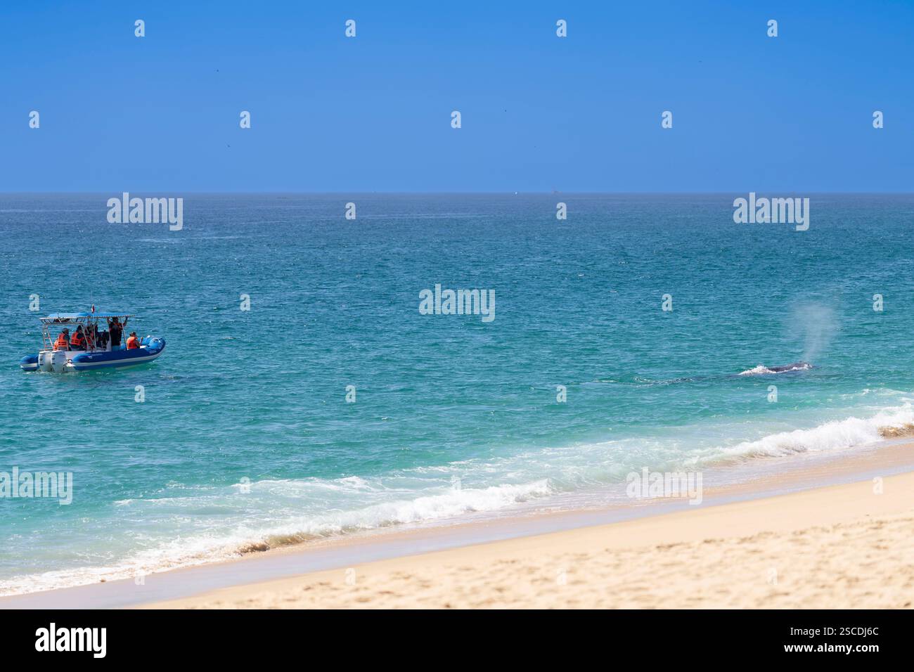 Gray whales seen very close to the beach at Pueblo Bonito Quivera in ...